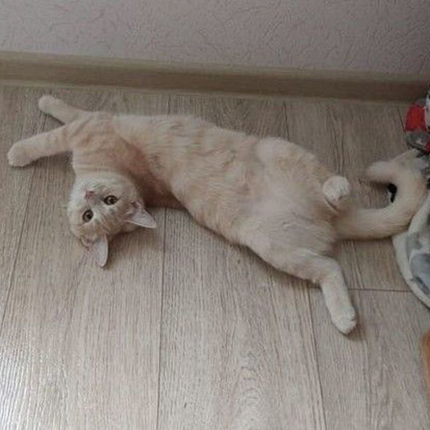 Изабелла,Белла или просто Белка ищет свои людей