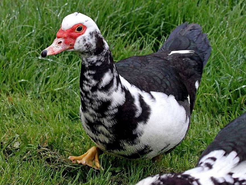 Утки на продажу