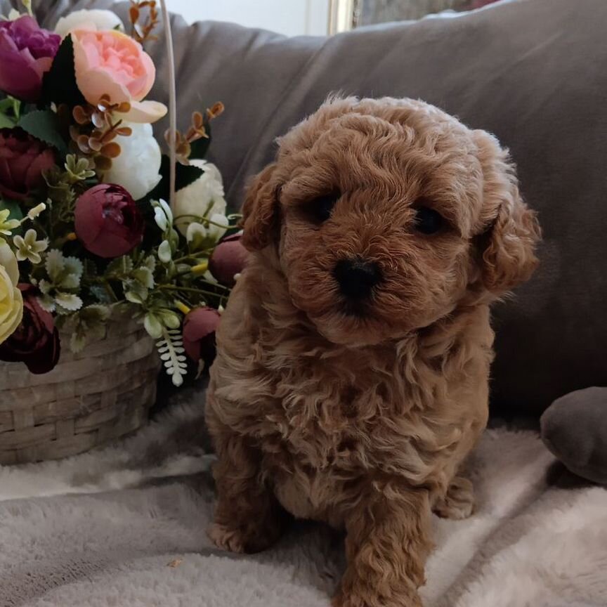 Мальтипу, щенок