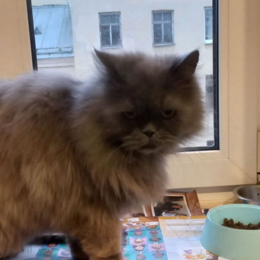 Кот охотник на мышей