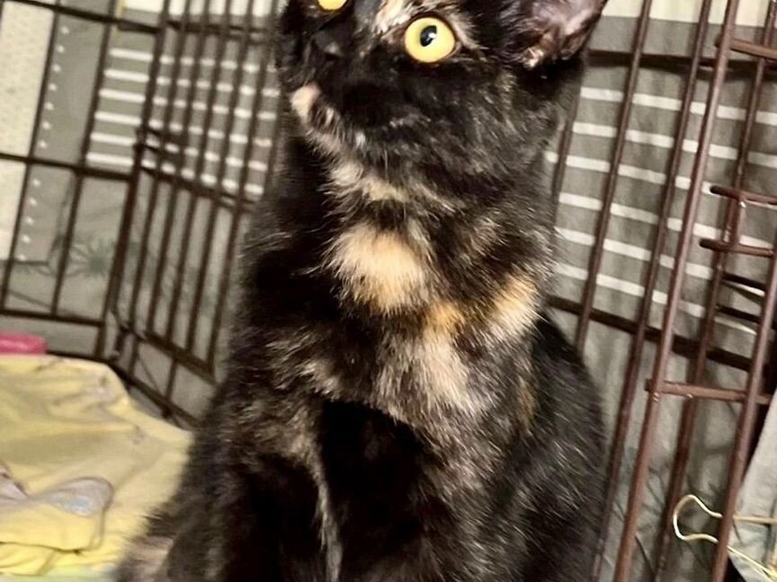 Юная кошечка необычного окраса