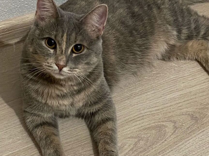Кошка дымчатая бесплатно