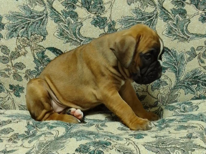 Щенки немецкого боксера