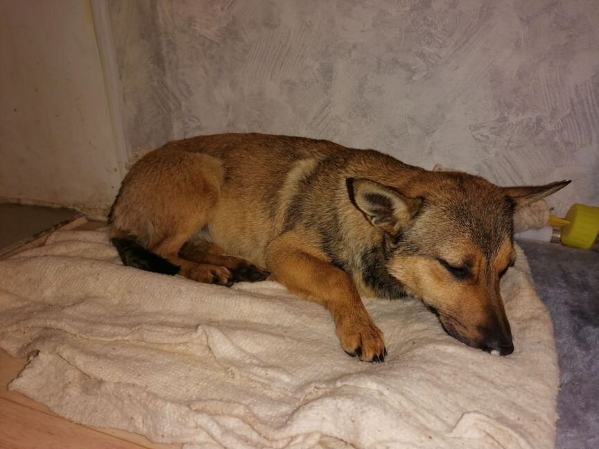 Найдена собака