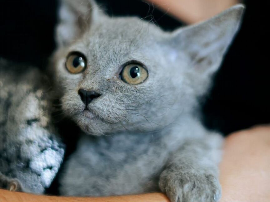 Котенок в добрые руки бесплатно