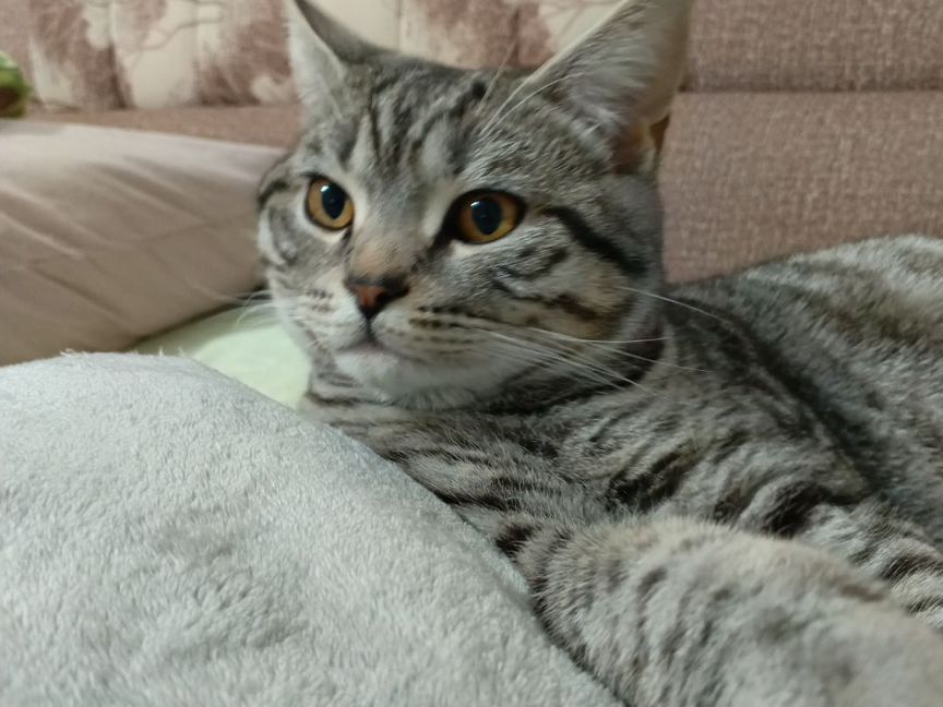 Кот ищет кошку