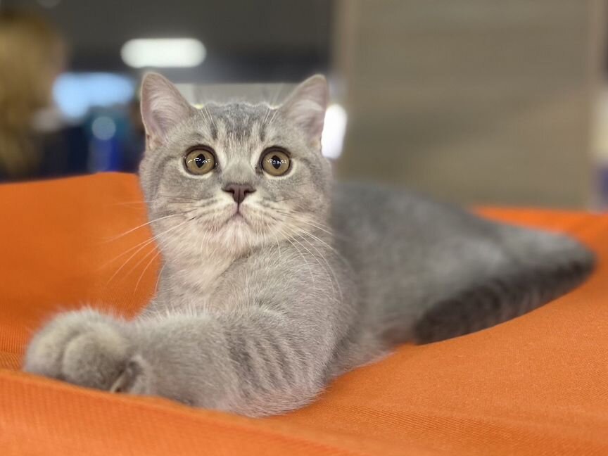 Британский котенок