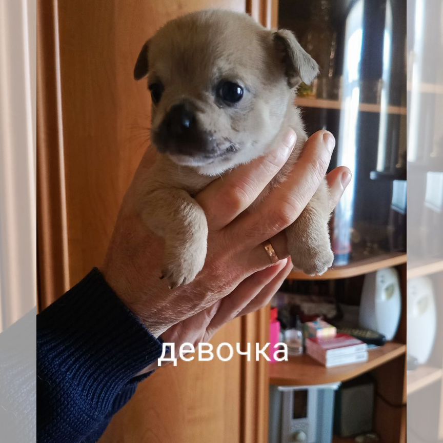 Чихуахуа, щенок