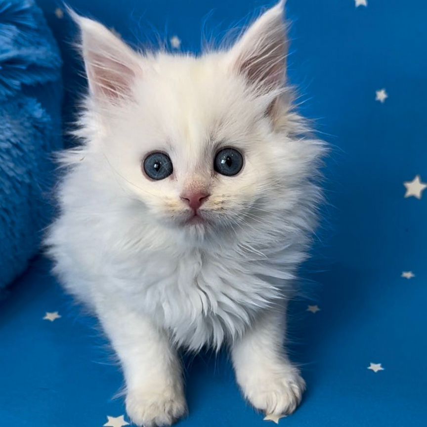 Мальчик Снежок