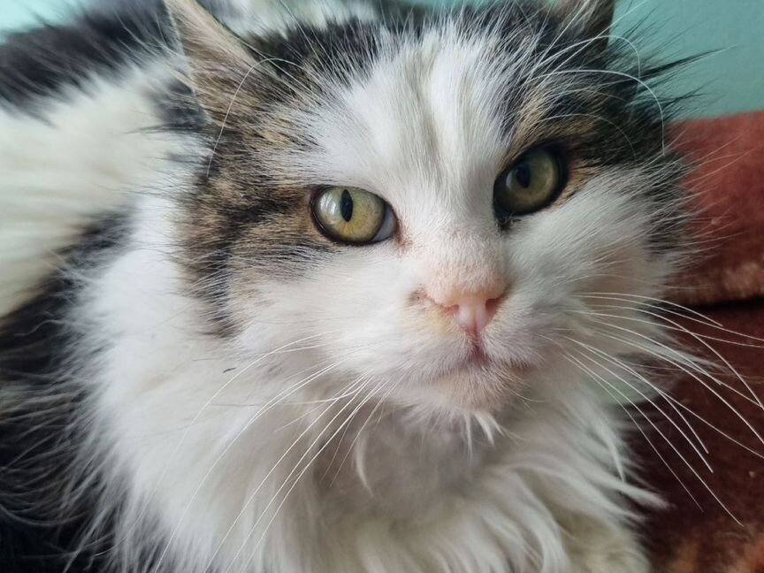 Кошка для бабушки