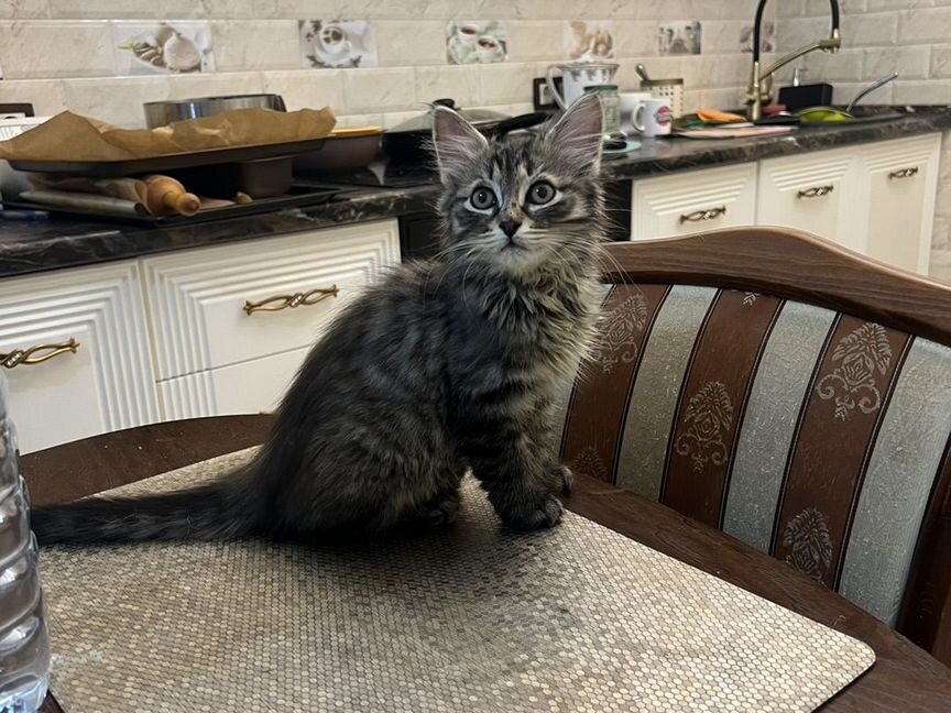 Невероятная ласкушка, мурчалка, умница 3 мес