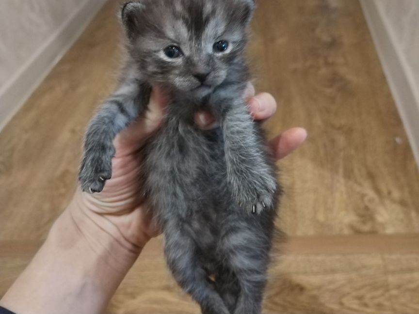 Котята в добрые руки, 3 недели