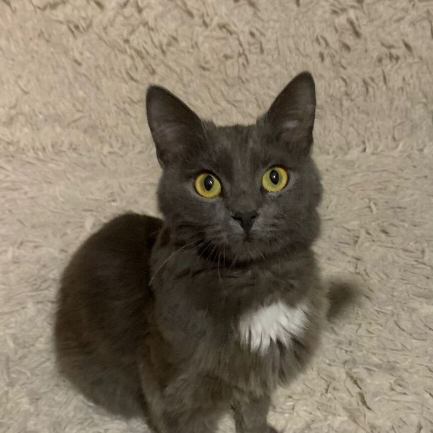 Кошечка в добрые руки