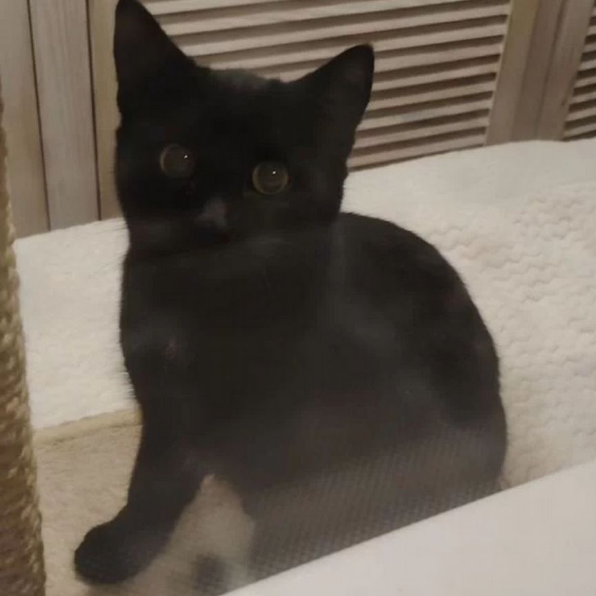 Котёнок в добрые руки