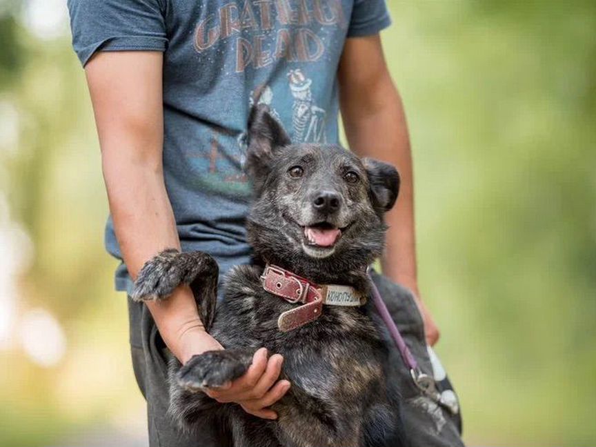 Собака в добрые руки маленькая порода