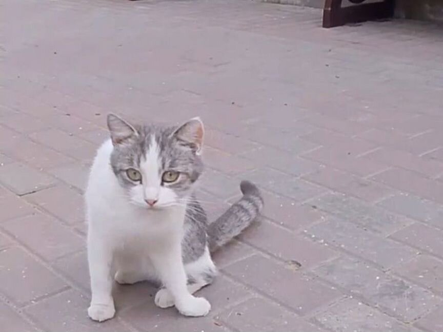 Котенок в добрые руки