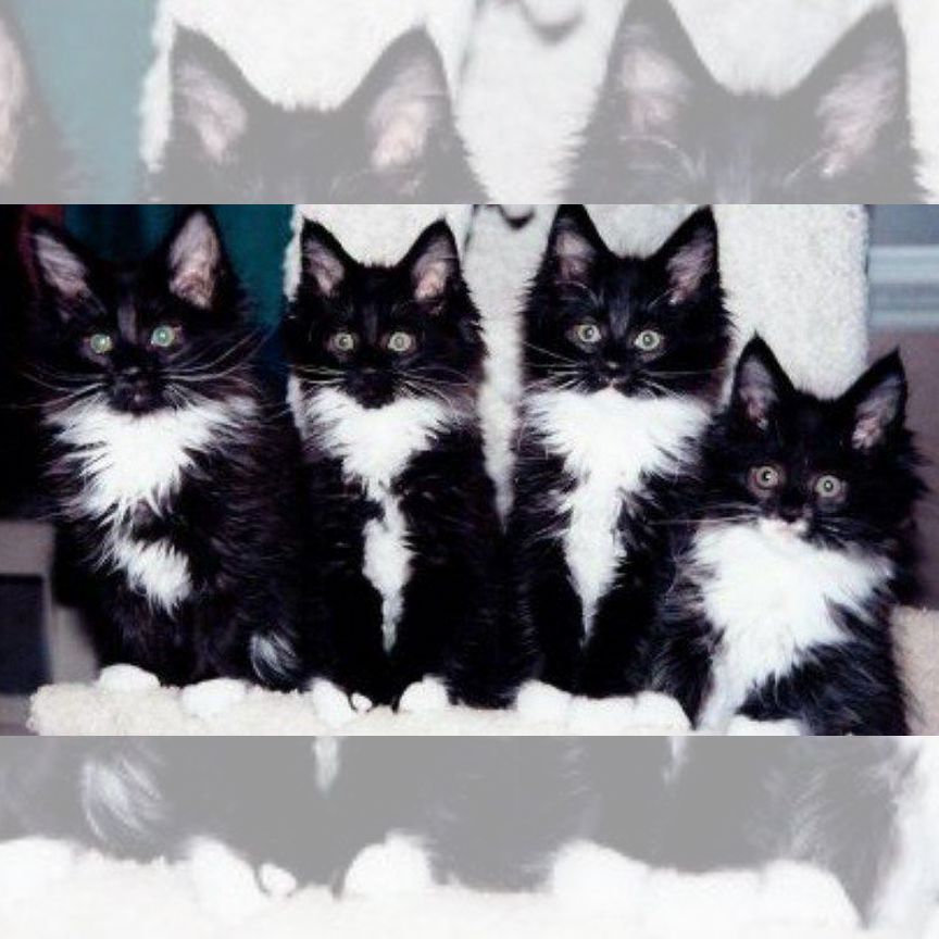 Сибирский котёнок
