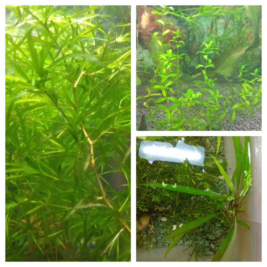 Растения для аквариума