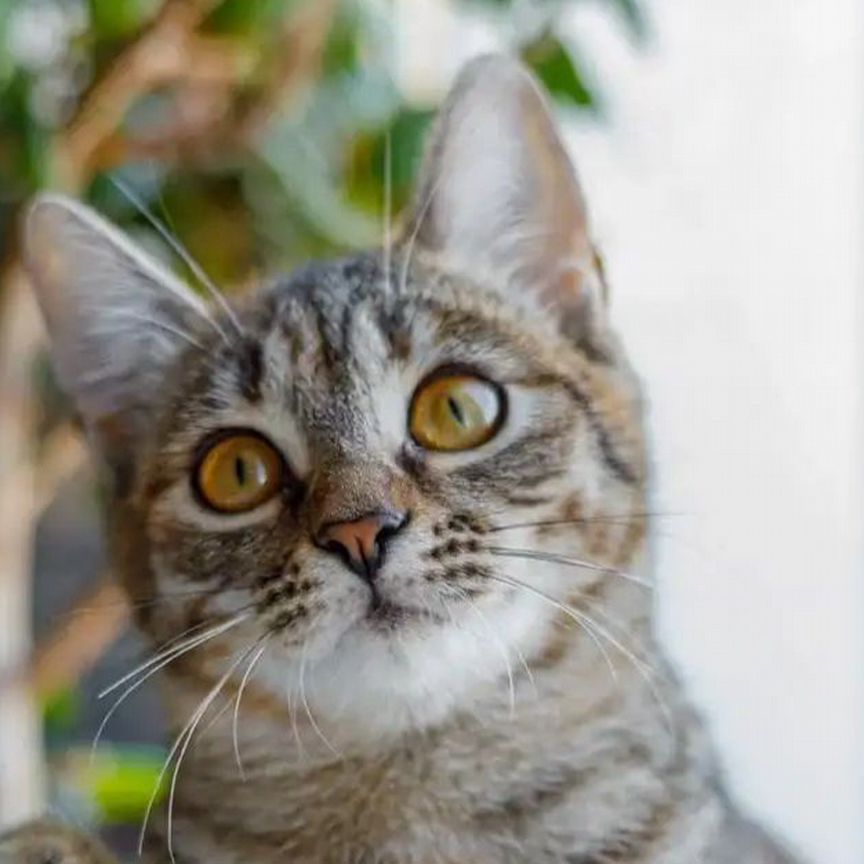 Кошечка Шпрота 4 месяца с доставкой