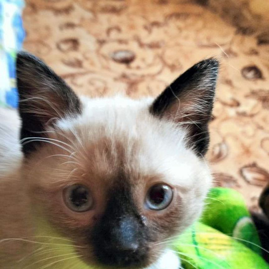 Котята сноу шу