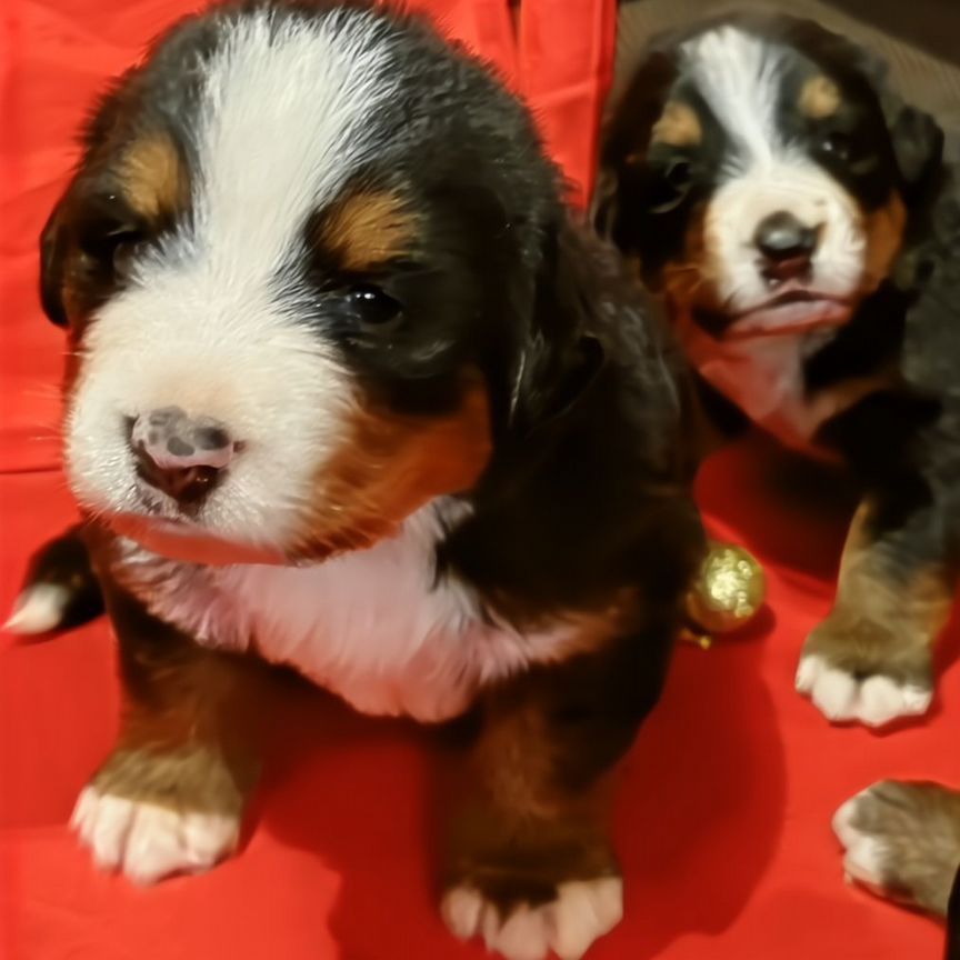 Бернский зенненхунд, щенок