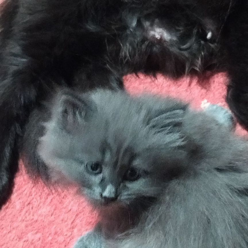 Отдам котенка в добрые руки девочку