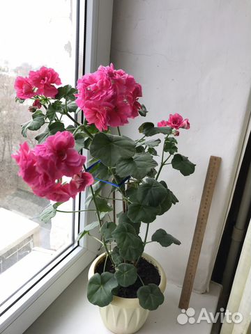 Герань розовидная, взрослое растение купить в Ростове-на-Дону | Товары ...