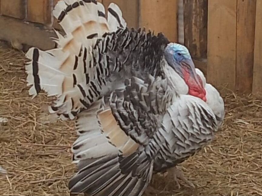 Инкубационное яйцо индюшиное