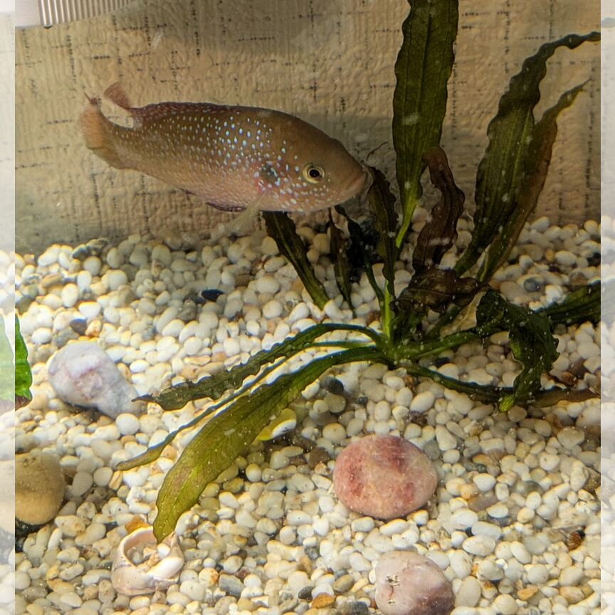 Цихлида Красавчик