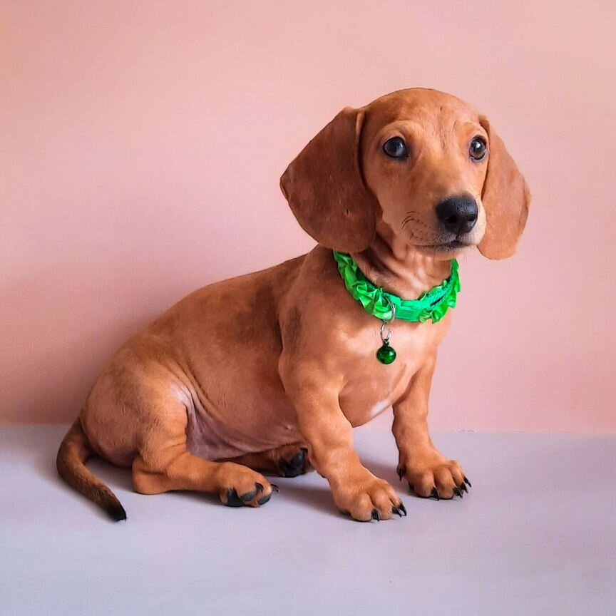 Таксята ждут заботливых хозяев