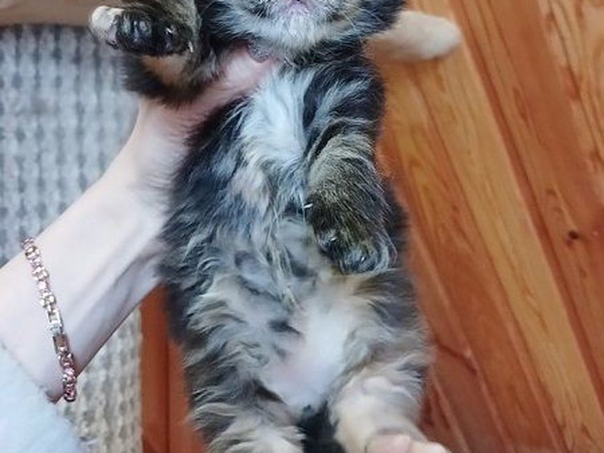 Супер-мордастые мейн-кунчики