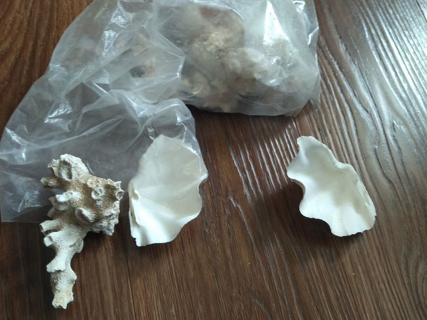 Ракушки, кораллы