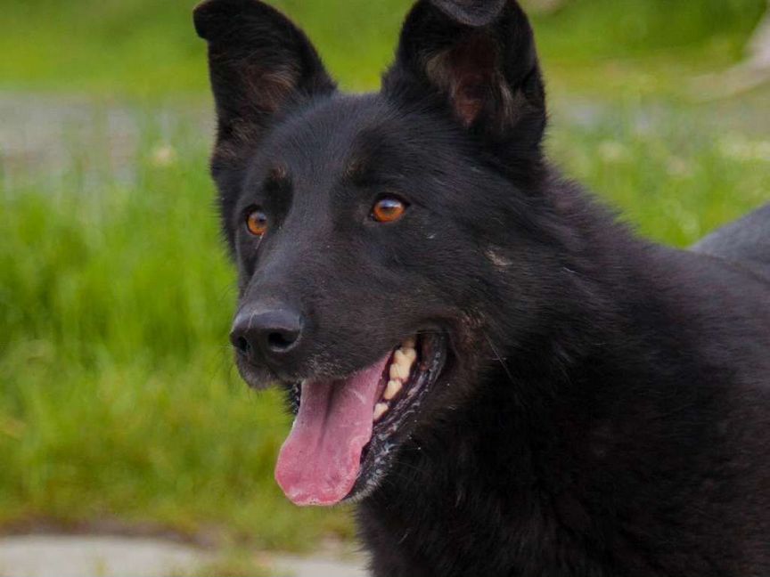 Собака Рада