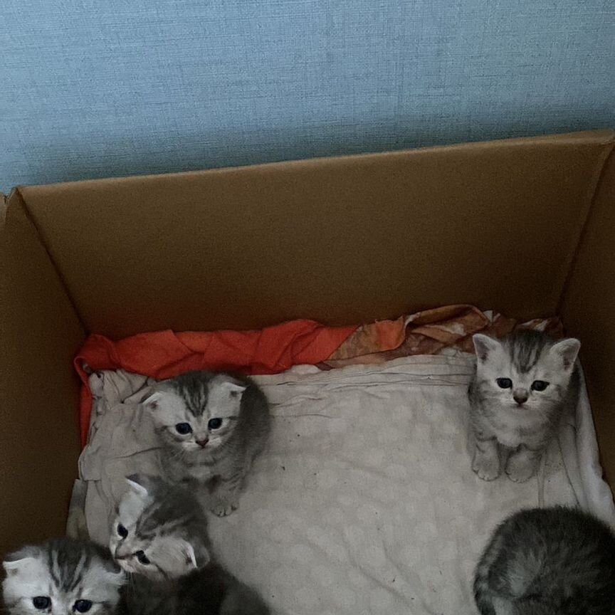 Шотландские трех цветные котята