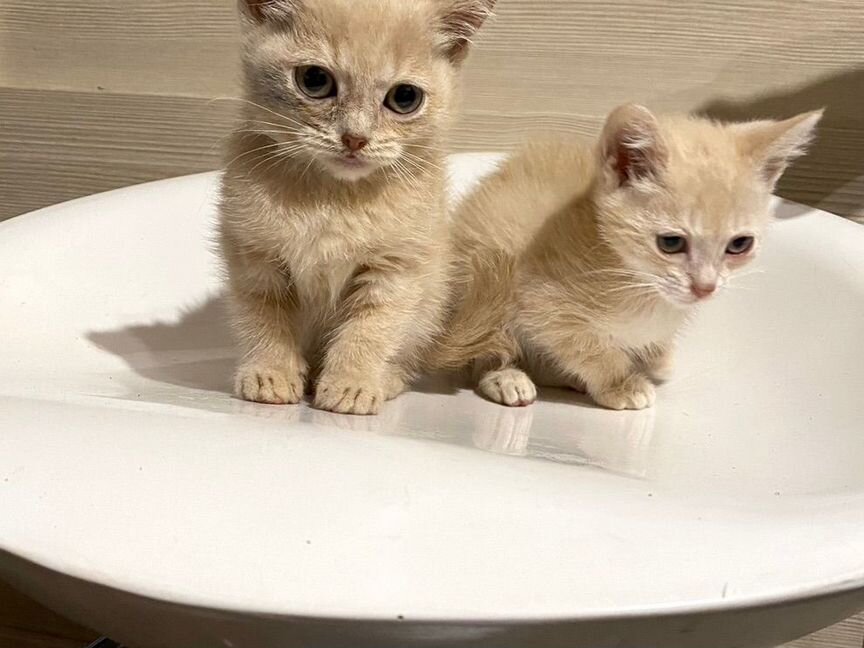 Котята