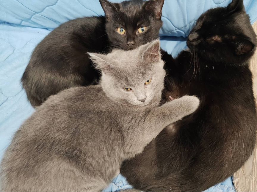 Котята в добрые руки бесплатно