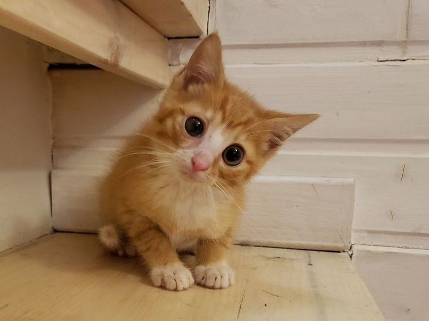 Котенок солнышко спасена из садоводсва. Ищет дом