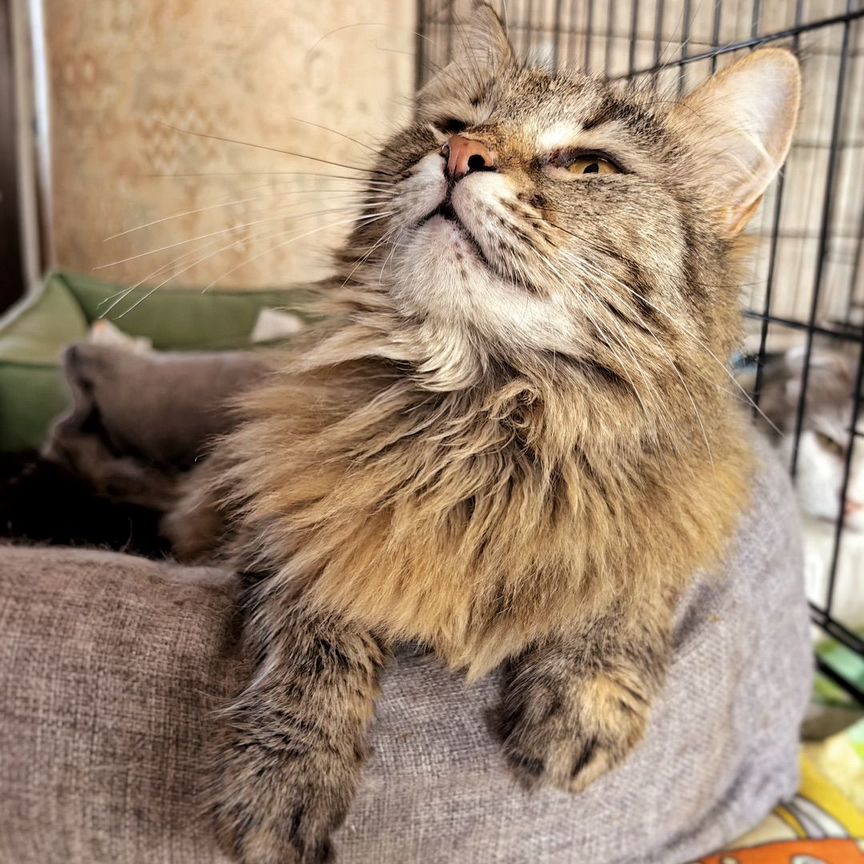 Кошки в добрые руки