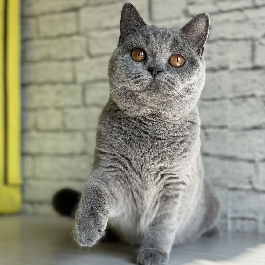 Британская короткошёрстная кошка, взрослая