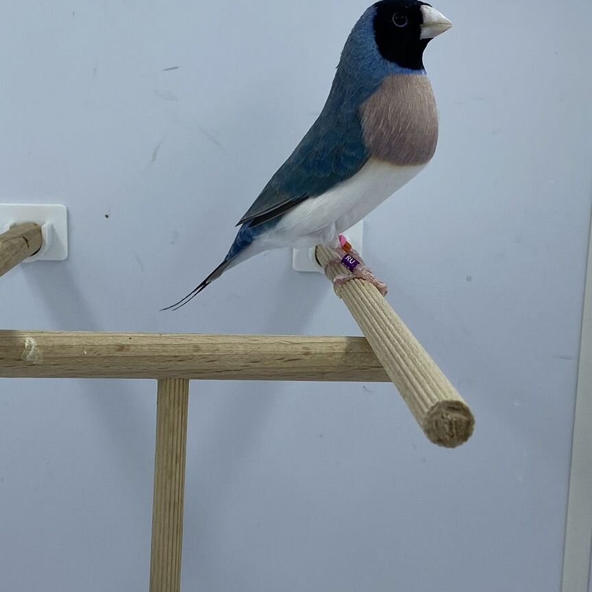 Амадины гульда