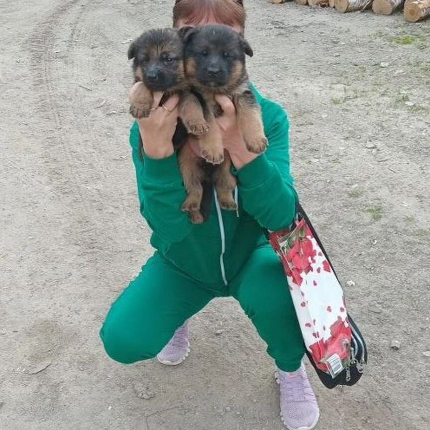 Немецкая овчарка, щенок