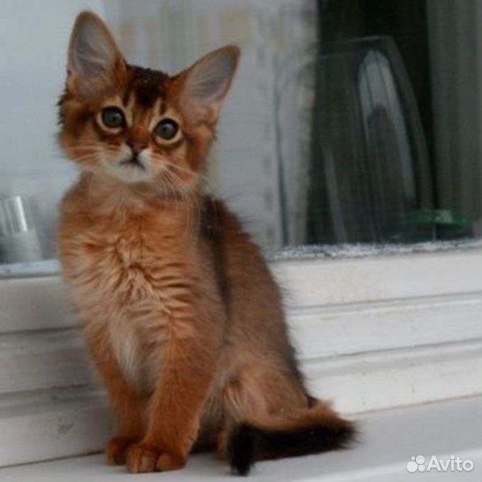Котенок сомали дикий окрас