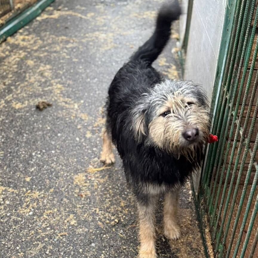 Щенок в добрые руки