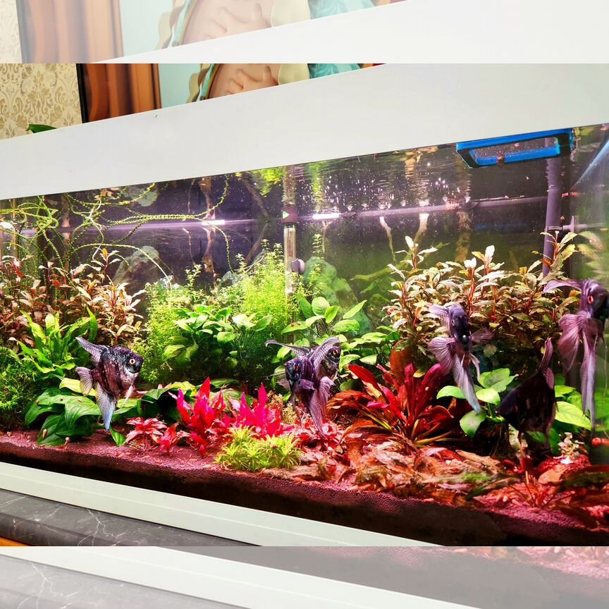 Буцефаландра кустами и веточками для аквариума