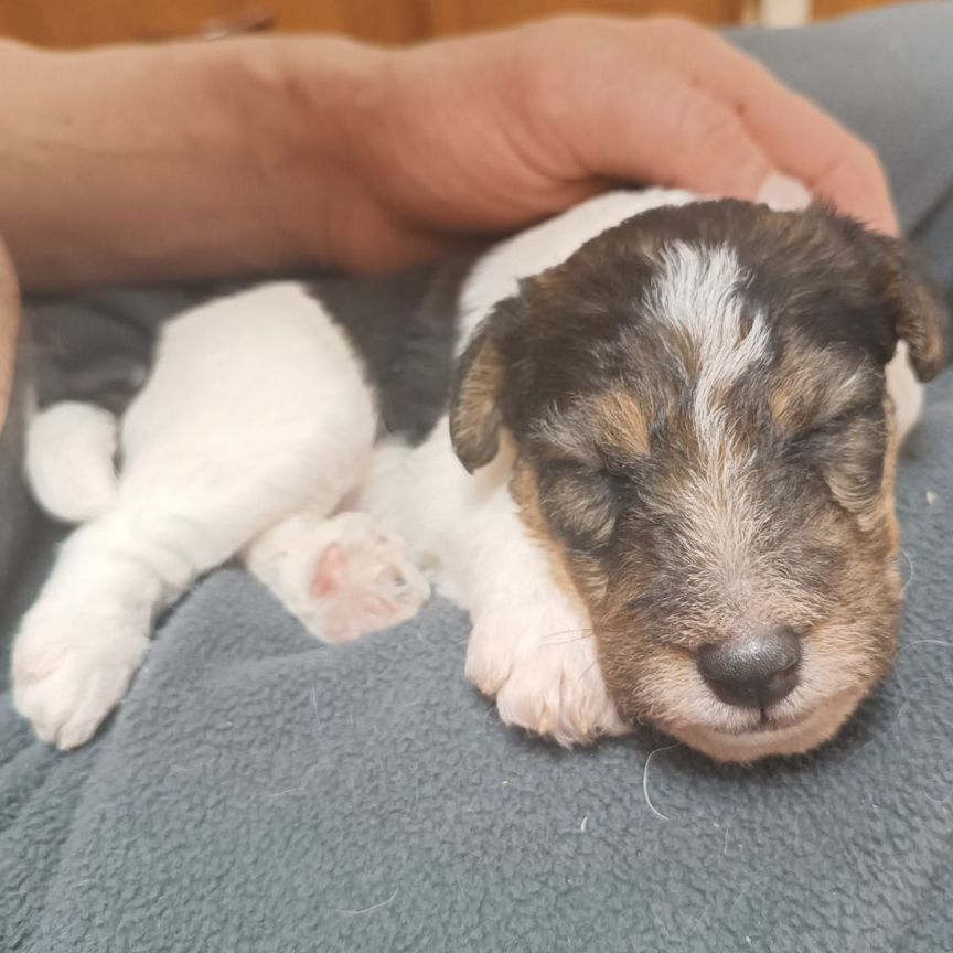 Фокстерьер, щенок