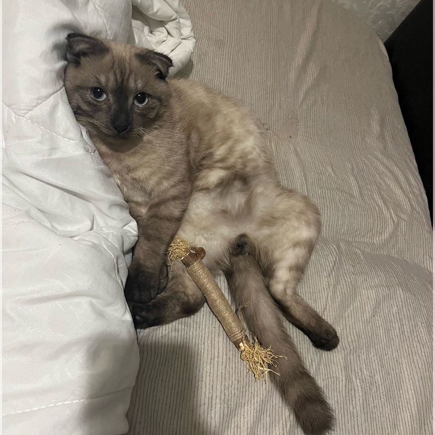 Шотландский вислоухий короткошёрстный котёнок