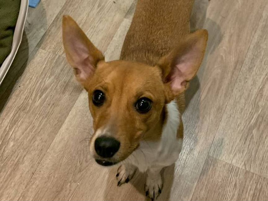 Отдам маленькую собачку