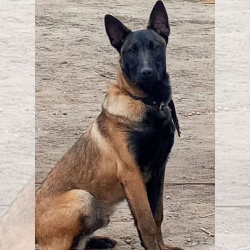 Бельгийская овчарка, взрослая собака