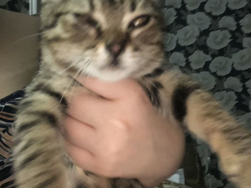 Малыши, Крисси и Сэм