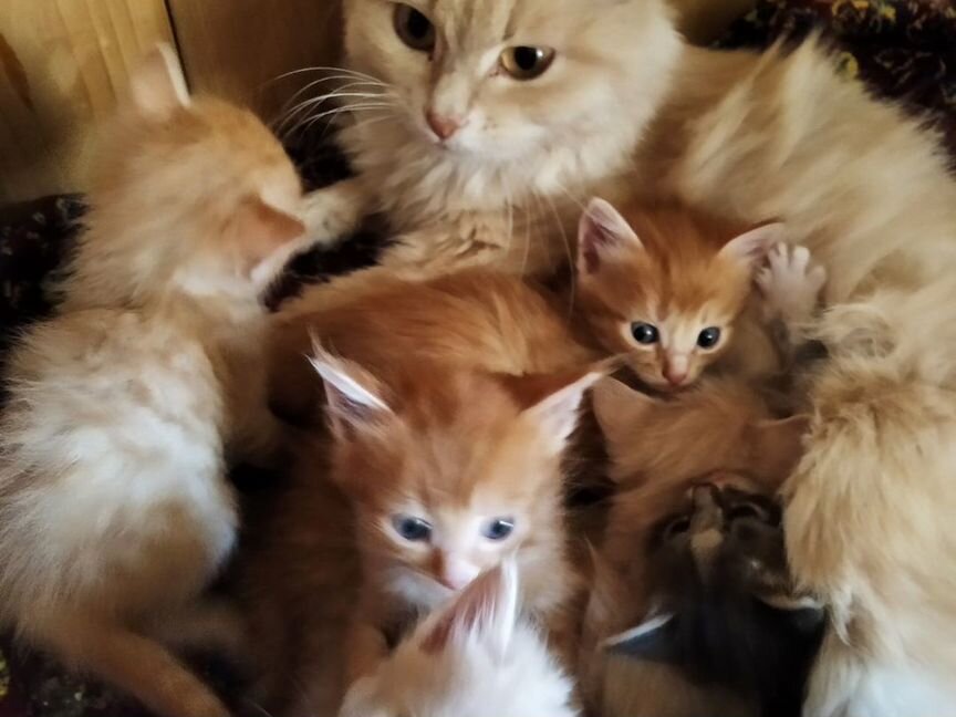 Продам котят